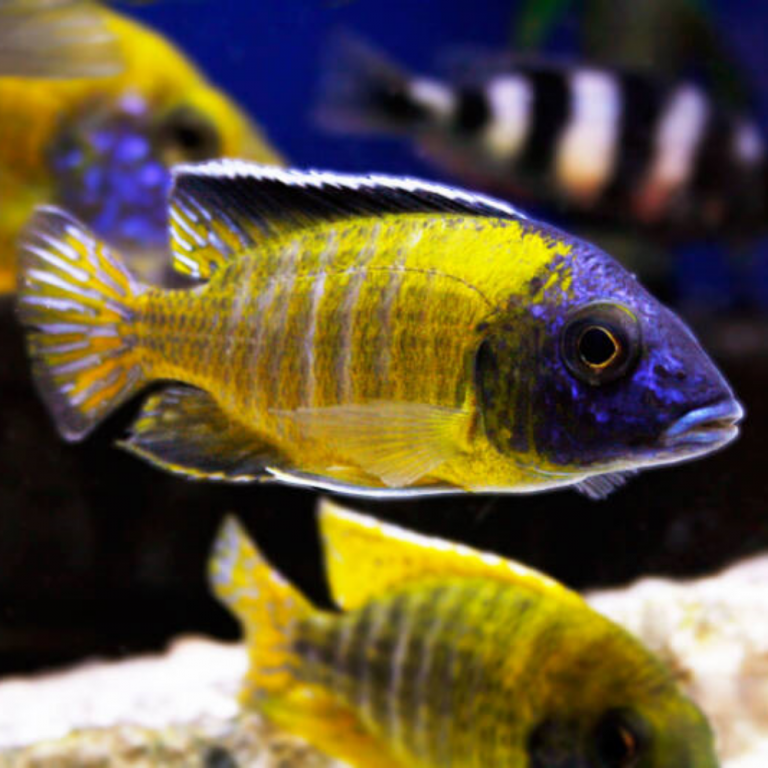 Lemon Jake Peacock 7-8cm | Roxy Aquarium