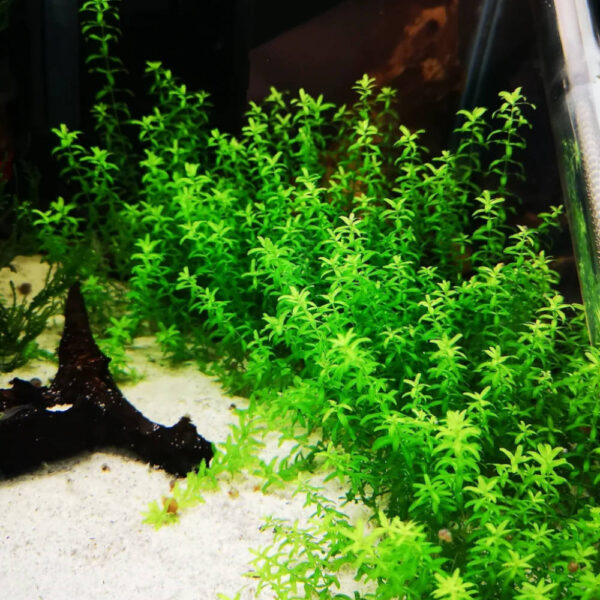 Hemianthus micranthemoides (Pearl Grass) - Roxy Aquarium