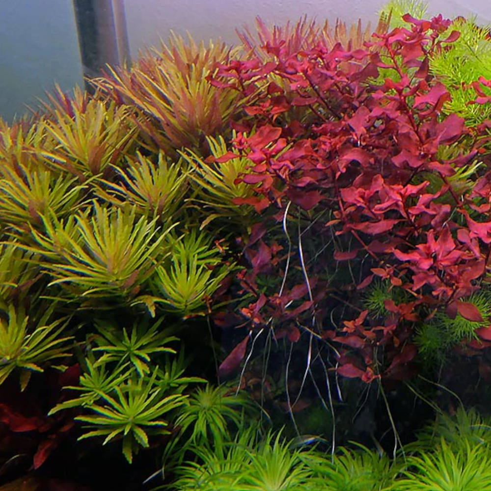 Limnophila aromatica – Live Aquarium Plant - Roxy Aquarium