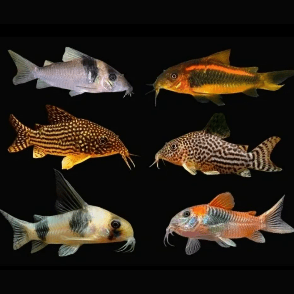 Assorted Corydoras 3-4cm Available - Roxy Aquarium