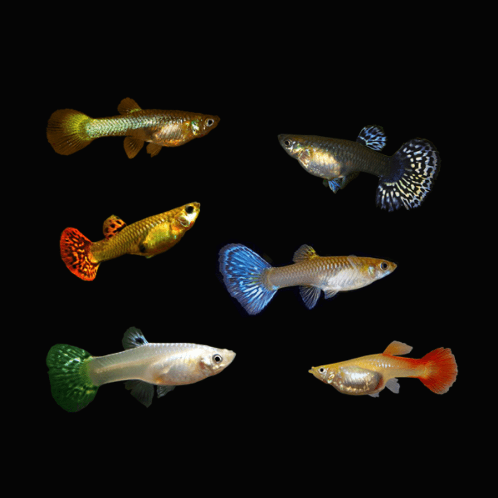 Assorted Female Guppy 4-5cm - Roxy Aquarium