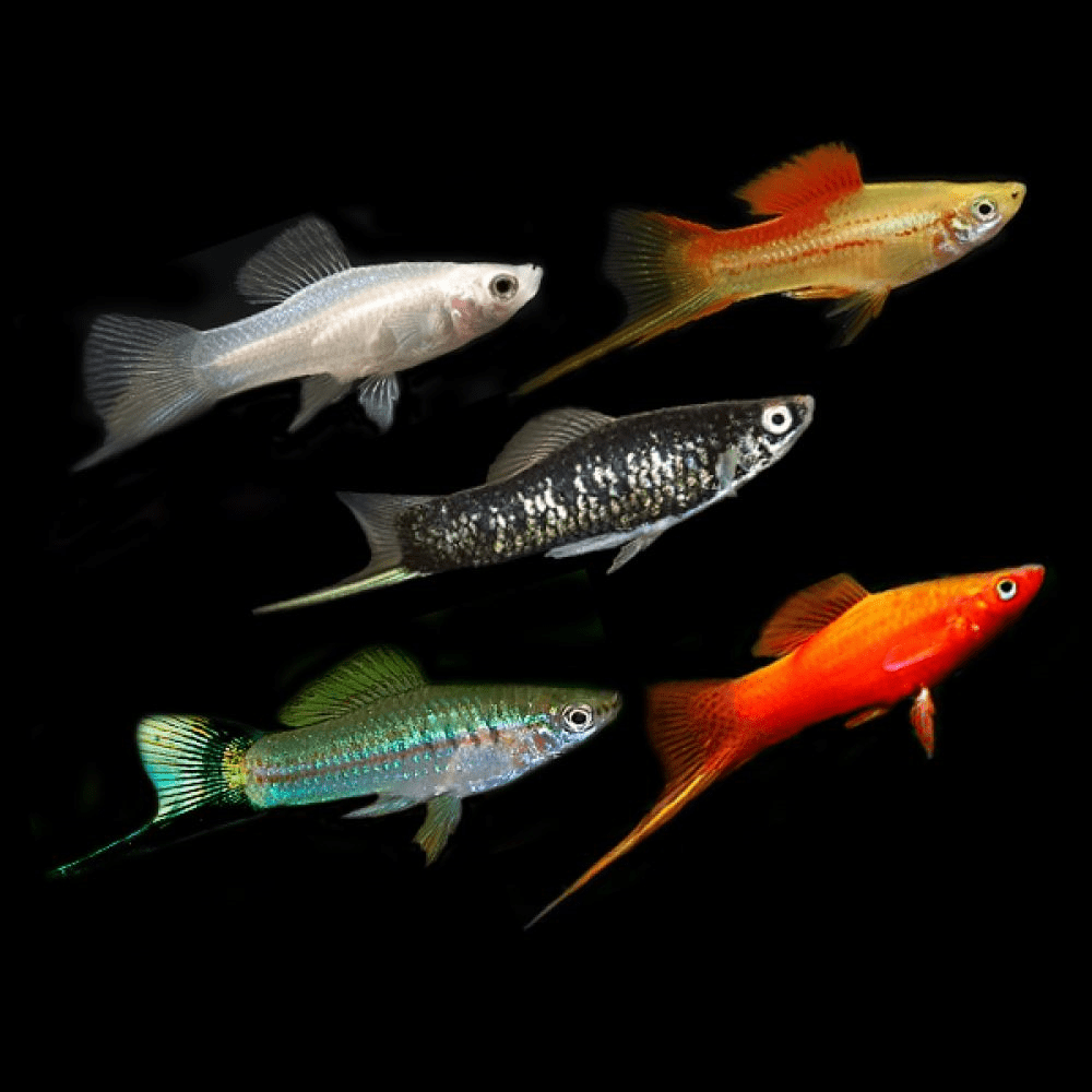 Assorted Swordtail Available - Roxy Aquarium