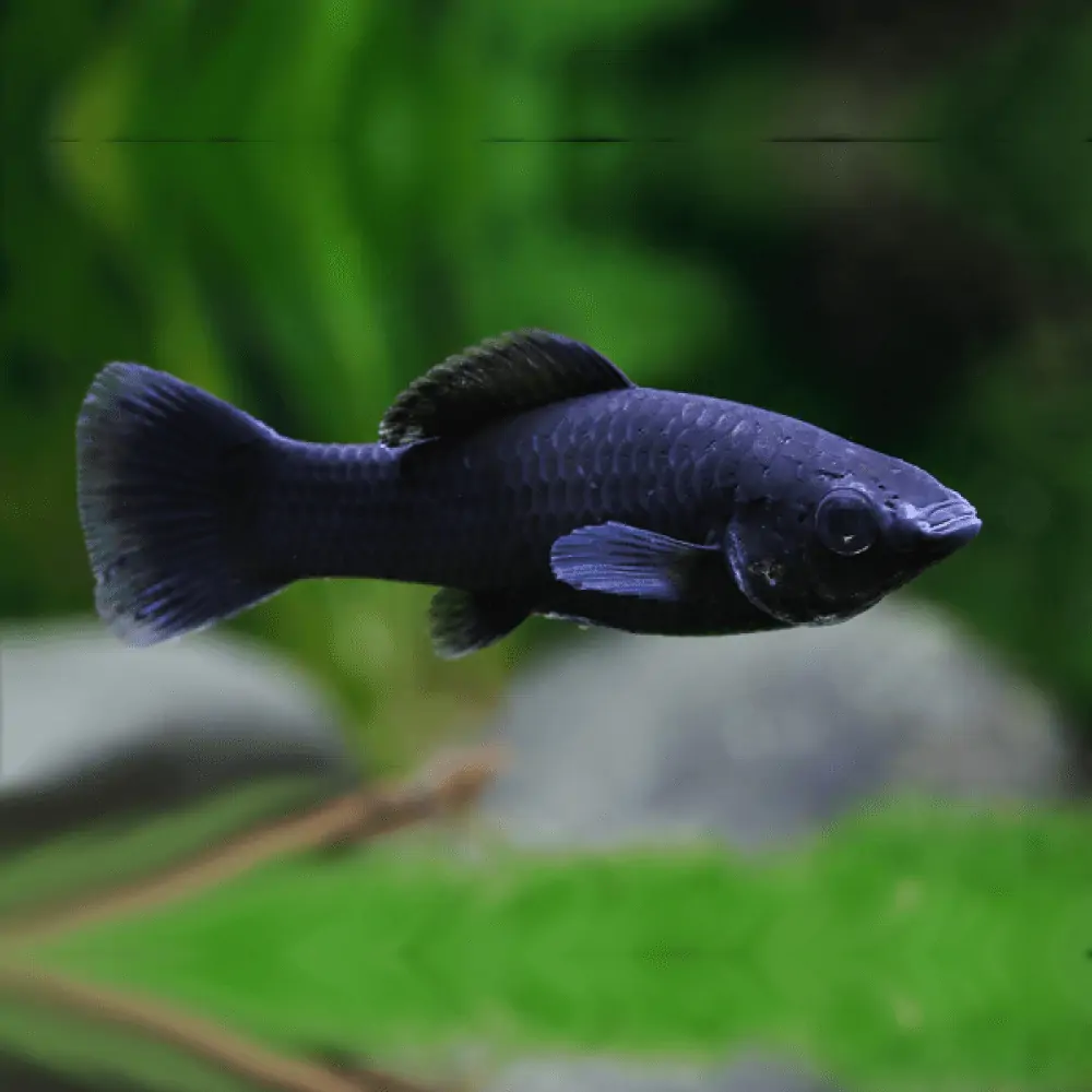 Black Molly 5cm - Roxy Aquarium