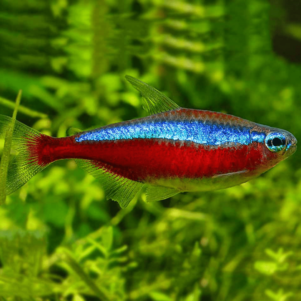 Cardinal Tetra Male Female Differences Care Guide For Cardinal Tetra