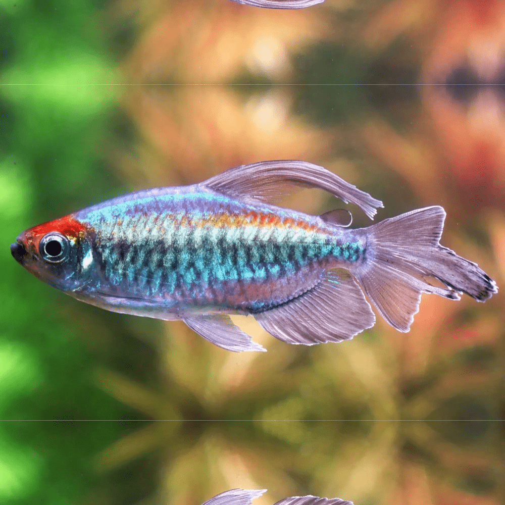 Congo Tetra 5cm Available - Roxy Aquarium