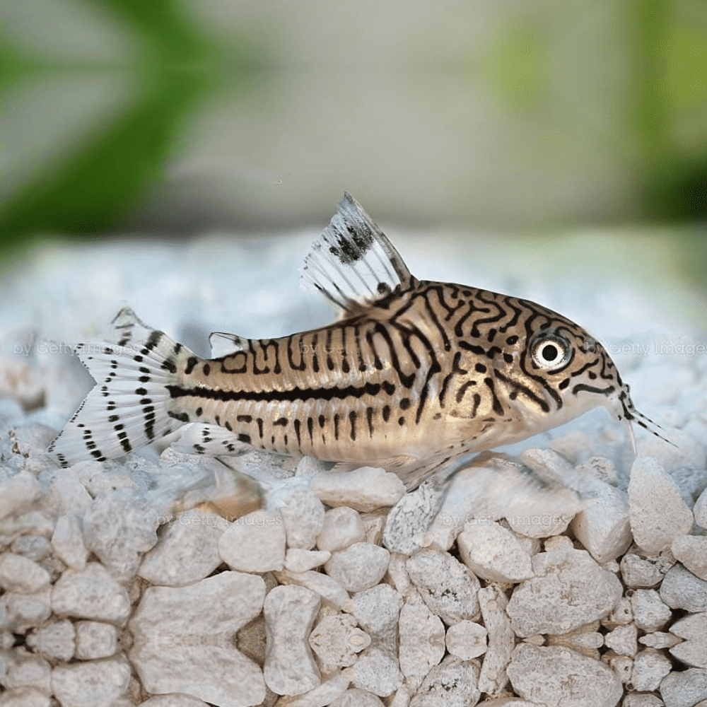 Leopard Julii Corydora Catfish - Roxy Aquarium