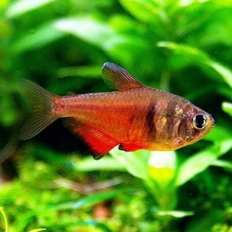 Flame Tetra - Roxy Aquarium