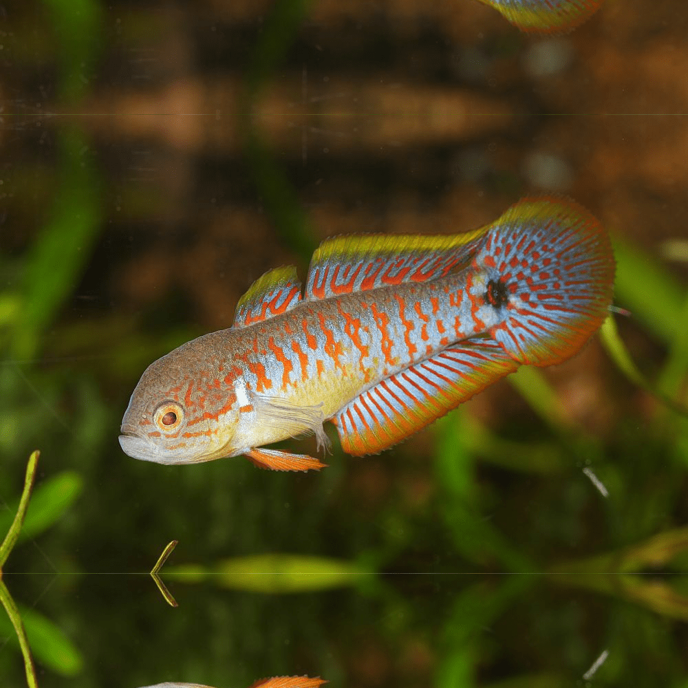 Gudgeon Peacock 3cm Available - Roxy Aquarium