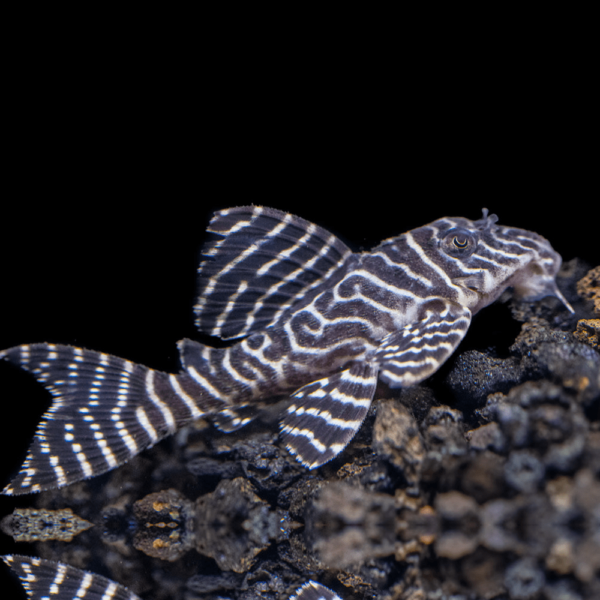 L333 Pleco Exotic 5cm | Roxy Aquarium