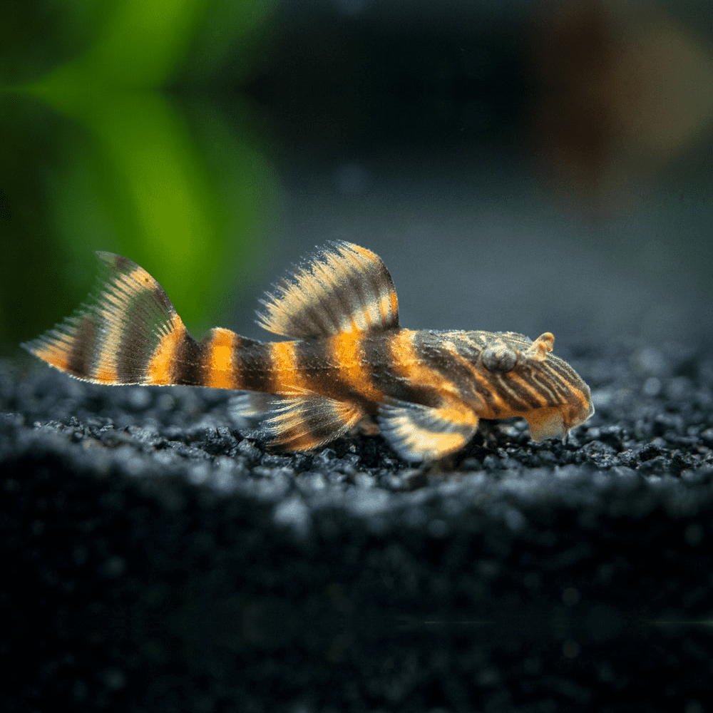 L397 Pleco Exotic Available - Roxy Aquarium
