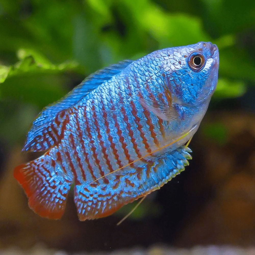 Male Dwarf Neon Gourami Available - Roxy Aquarium