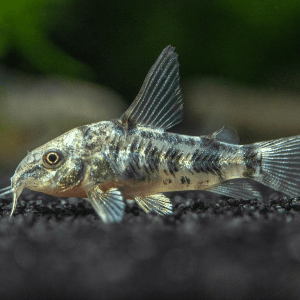 Peppered Cory Available Now - Roxy Aquarium