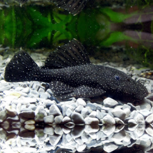Firetail Gudgeon Available - Roxy Aquarium
