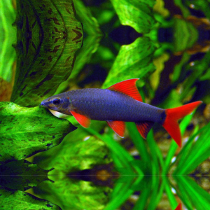 Longfin Oscar Available - Roxy Aquarium