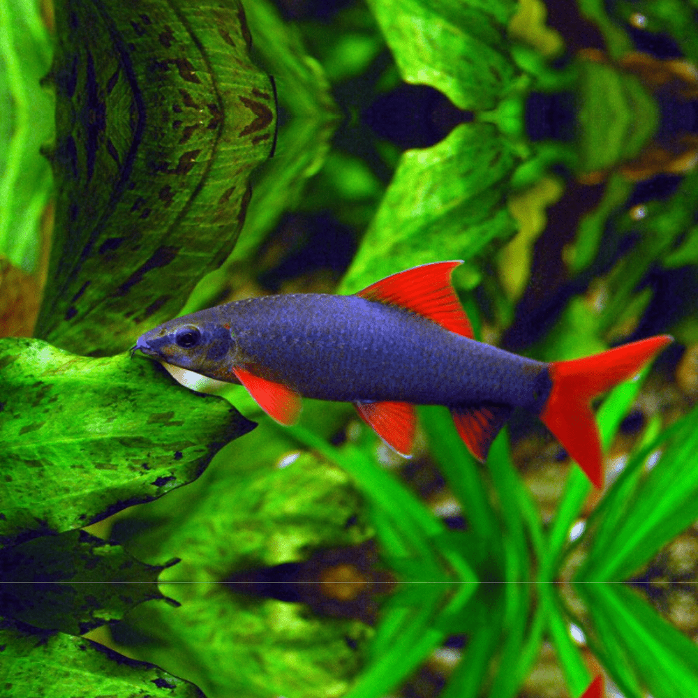 Rainbow Shark Available Now - Roxy Aquarium