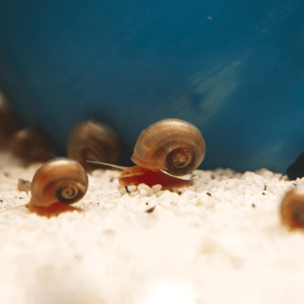 Red Ramshorn Snails Available - Roxy Aquarium