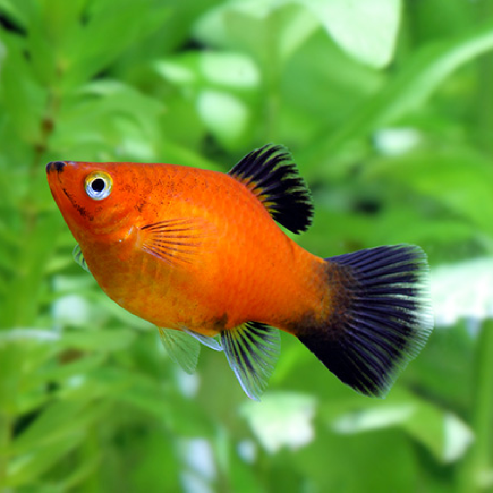 Red Wagtail Platy - Roxy Aquarium