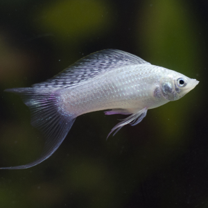 Striped Silver Dollar | Roxy Aquarium