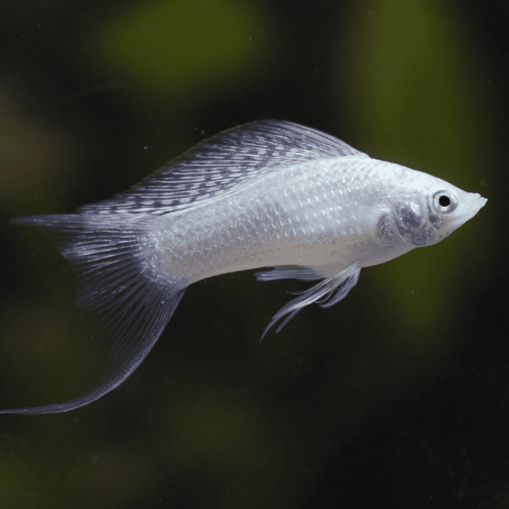 Silver Molly Available Now - Roxy Aquarium