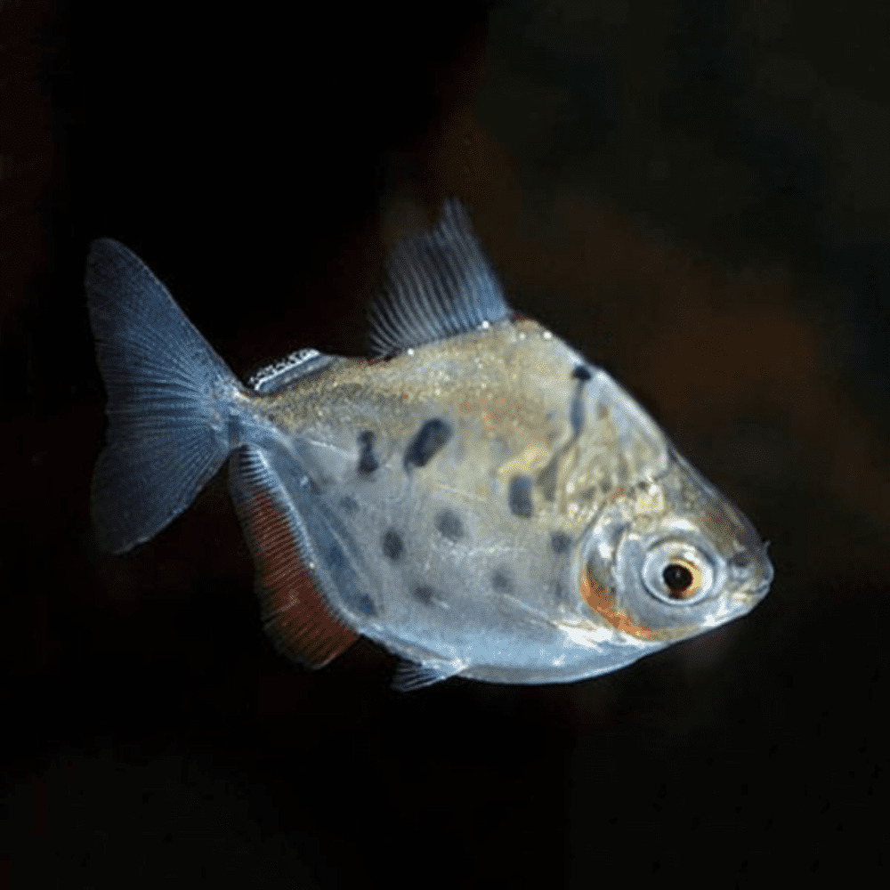 Dwarf Spotted Silver Dollar - Roxy Aquarium