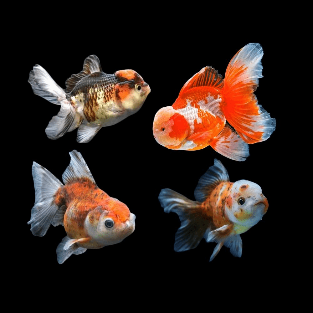 Assorted Oranda Available - Roxy Aquarium