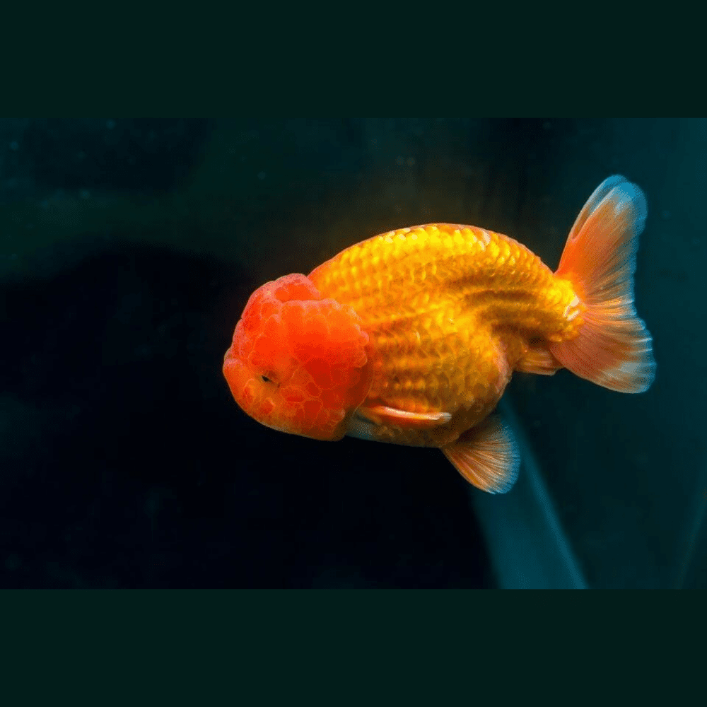 Red Ranchu 5cm | Roxy Aquarium