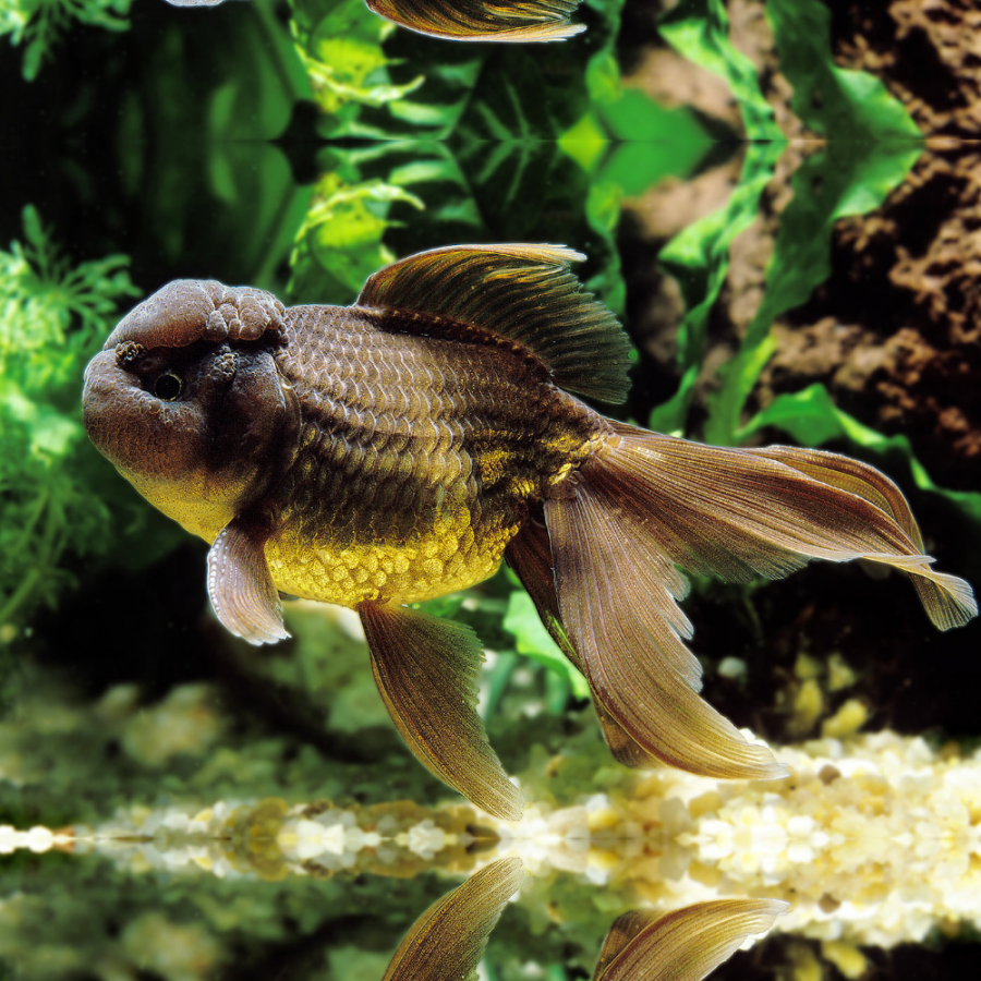Chocolate Oranda 5cm Available - Roxy Aquarium
