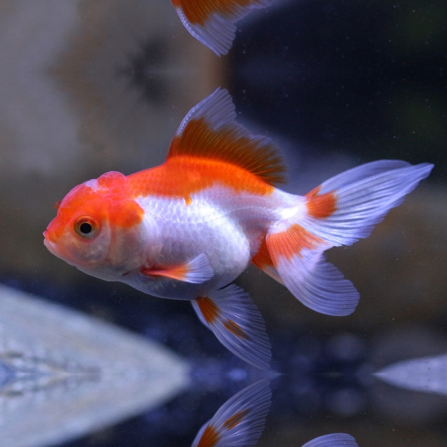 Chocolate Oranda 5cm Available - Roxy Aquarium