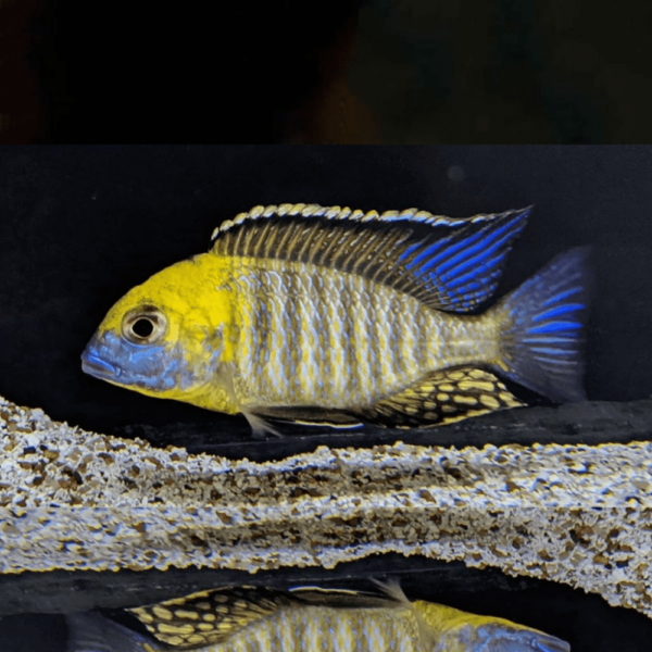 Gold Harbour Monkey Bay - Roxy Aquarium