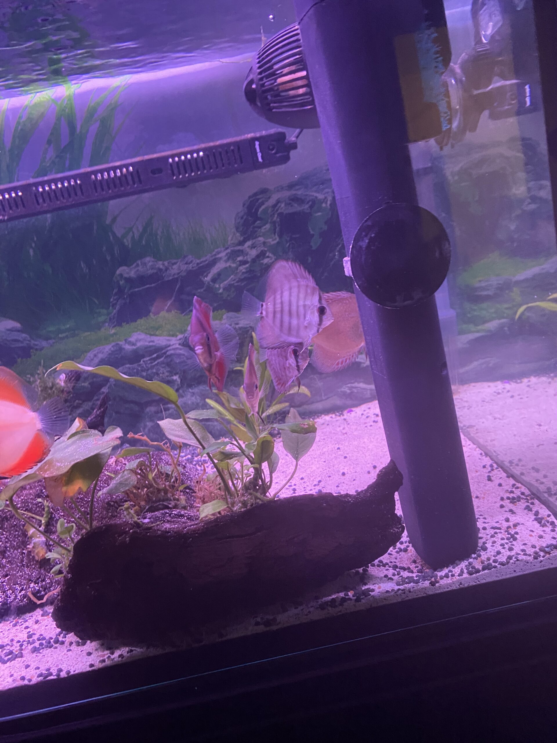 Assorted Discus Available - Roxy Aquarium