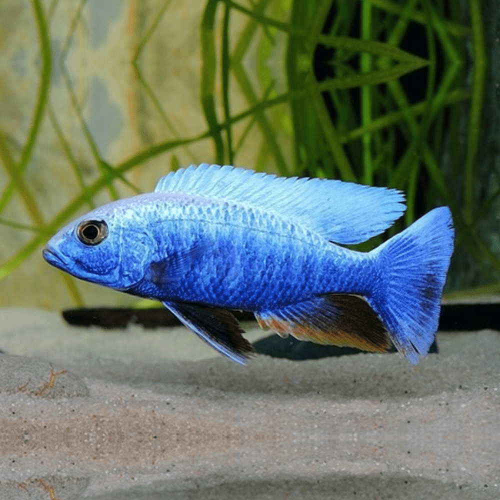 Electric Blue Iceberg - Roxy Aquarium
