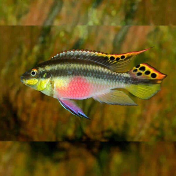 Lemon Jake Peacock 7-8cm | Roxy Aquarium