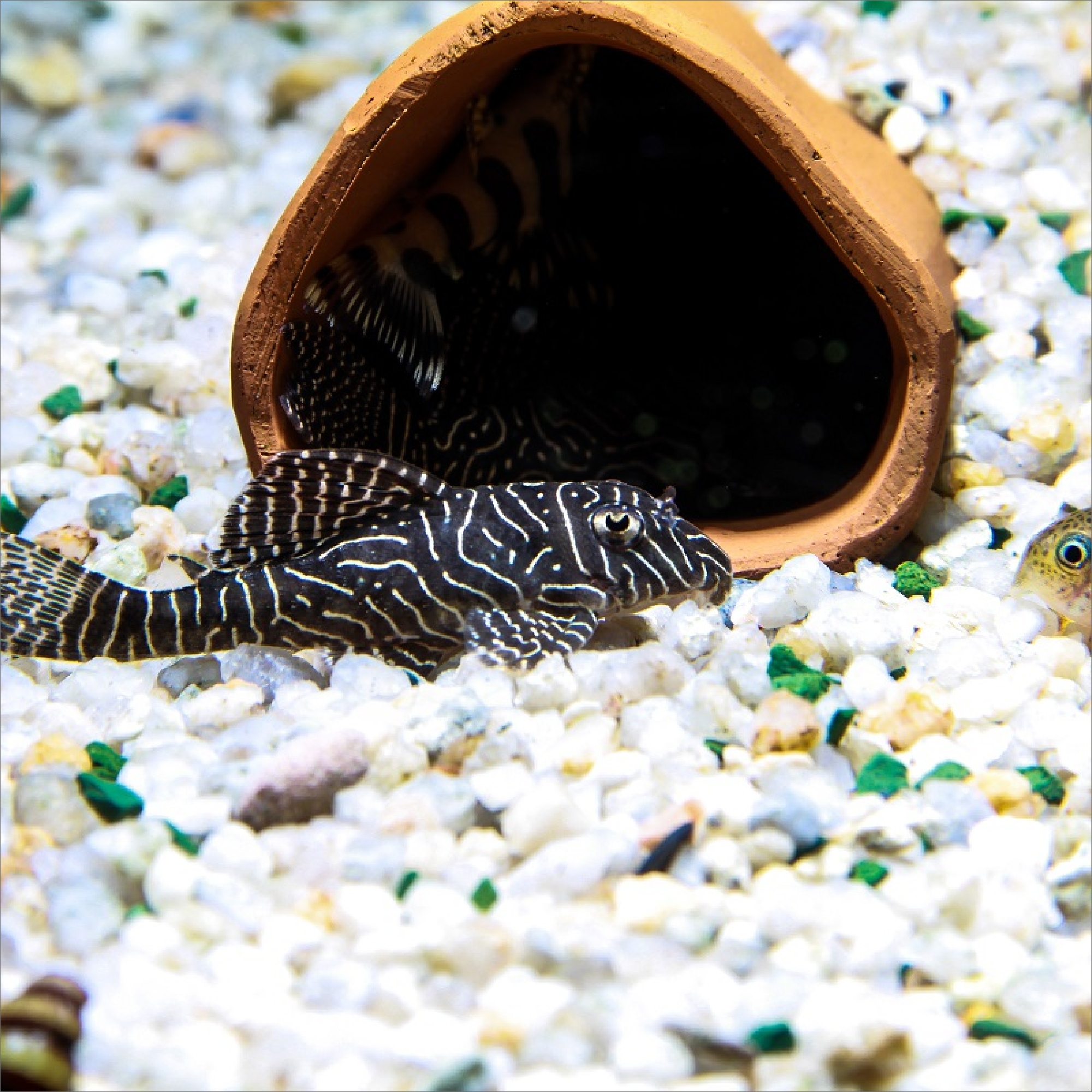 L333 Pleco Exotic 5cm - Roxy Aquarium
