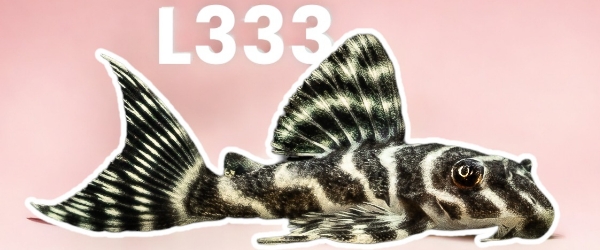 L333 Pleco Exotic 5cm - Roxy Aquarium