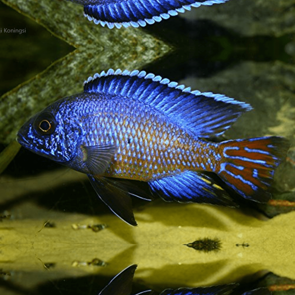 Mbenji Koningsi - Roxy Aquarium