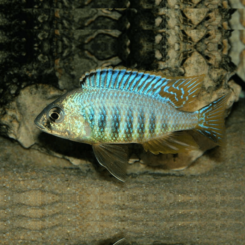 Placidochromis Jalo Reef 5-6cm - Roxy Aquarium