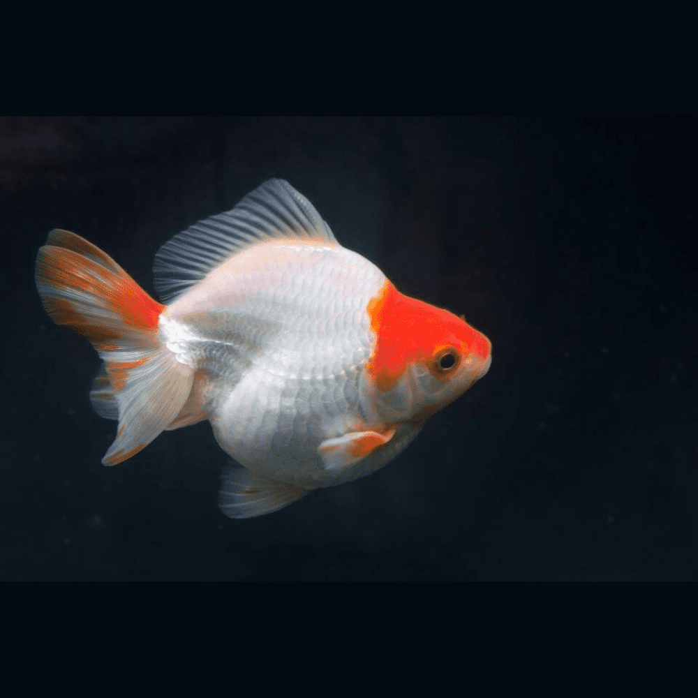 Red and White Ryukin 5cm Available - Roxy Aquarium