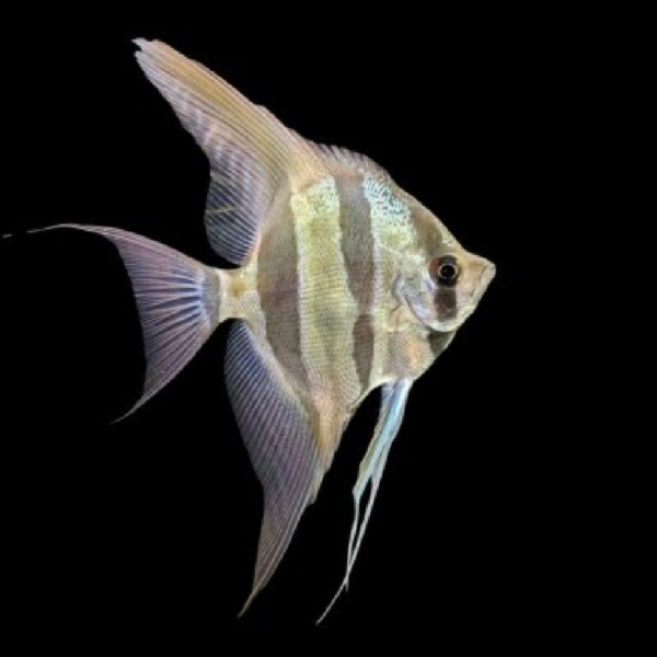Neon Blue Acara 4-5cm Available - Roxy Aquarium