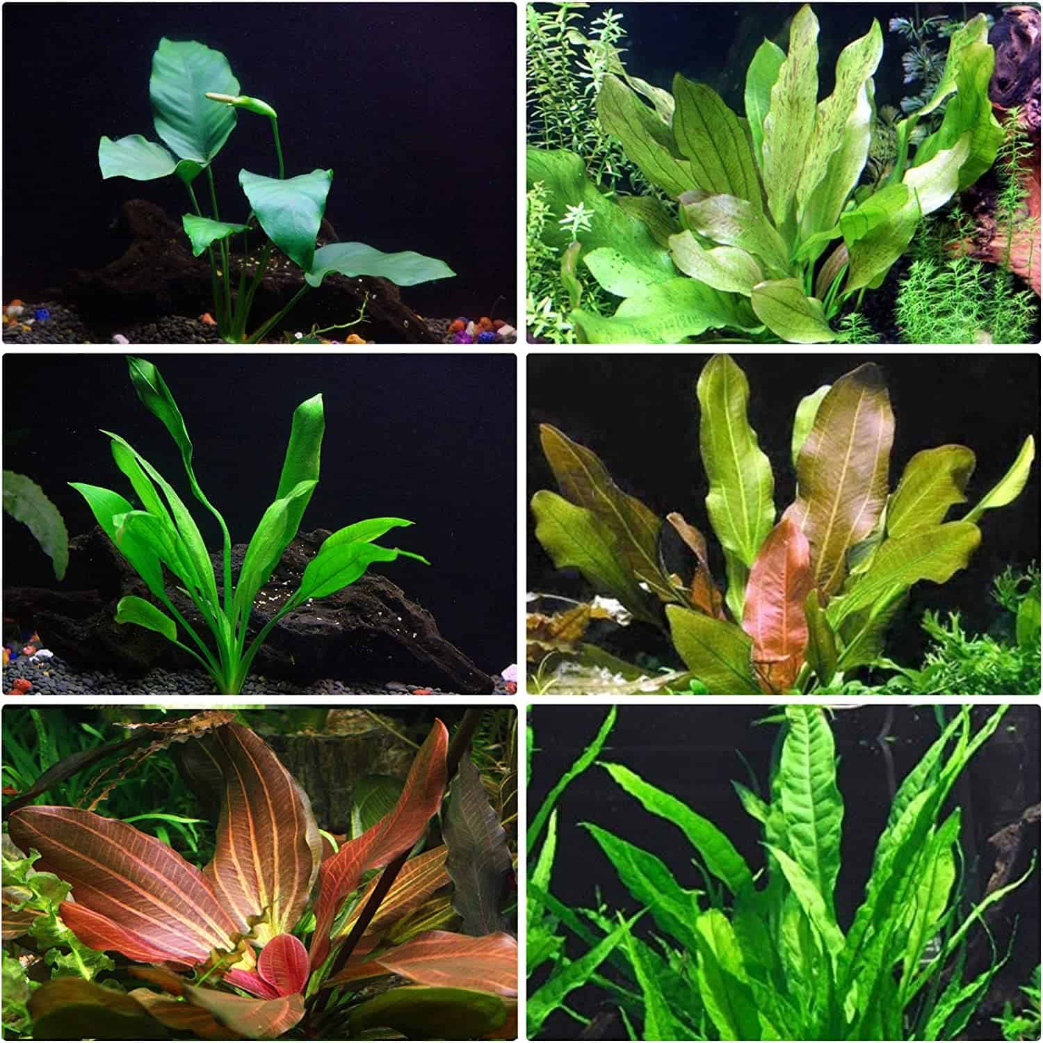 Assorted Rooted Live Plants - Roxy Aquarium
