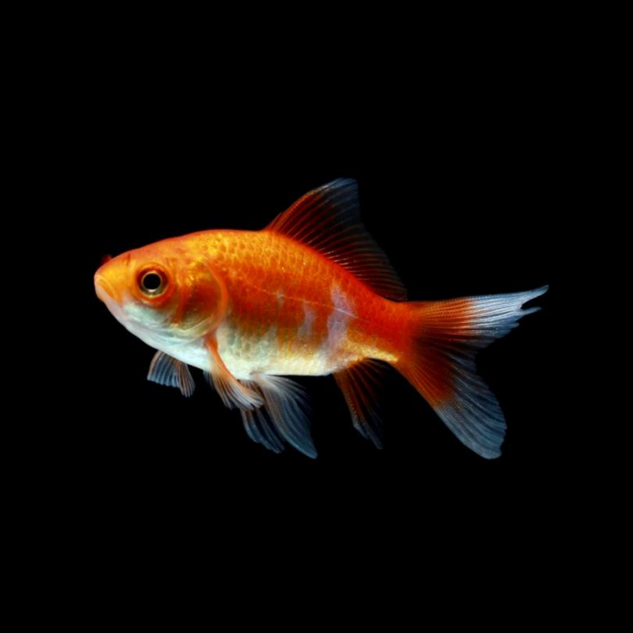 Comet Goldfish Available Now - Roxy Aquarium