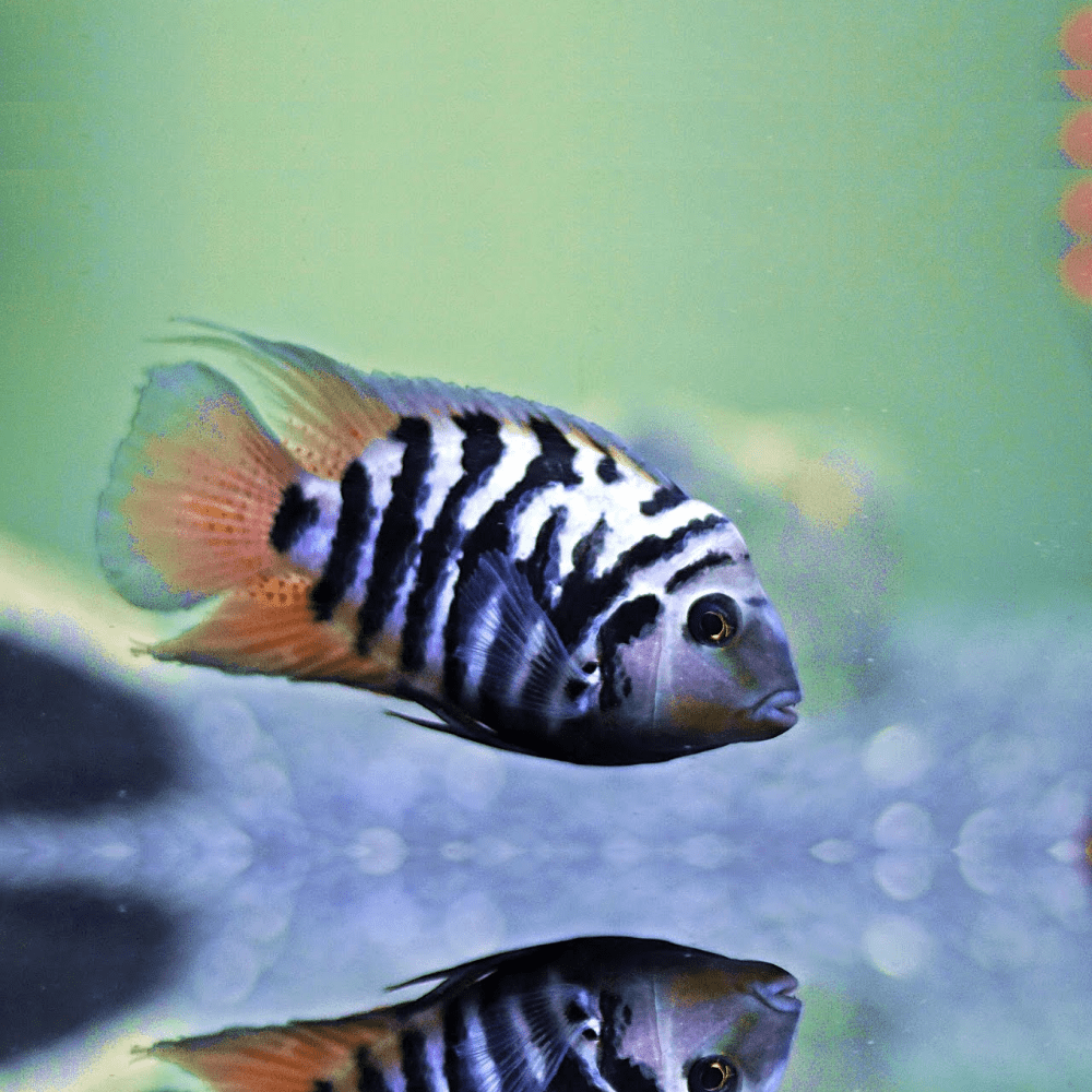 Convict Cichlid