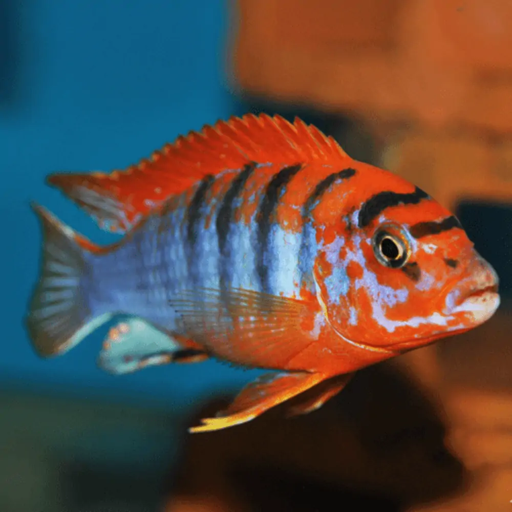 Hongi Fish Available Now! - Roxy Aquarium