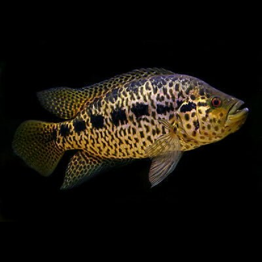 Jaguar Cichlid - Roxy Aquarium