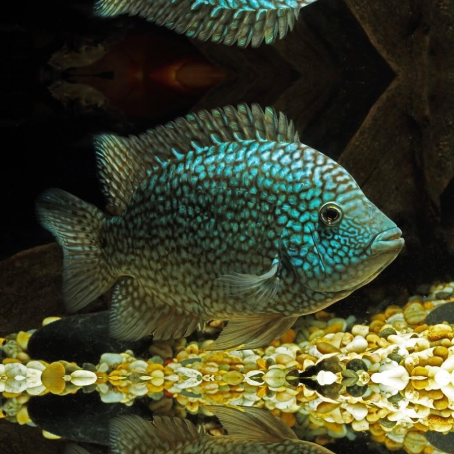 Super Green Texas Available - Roxy Aquarium