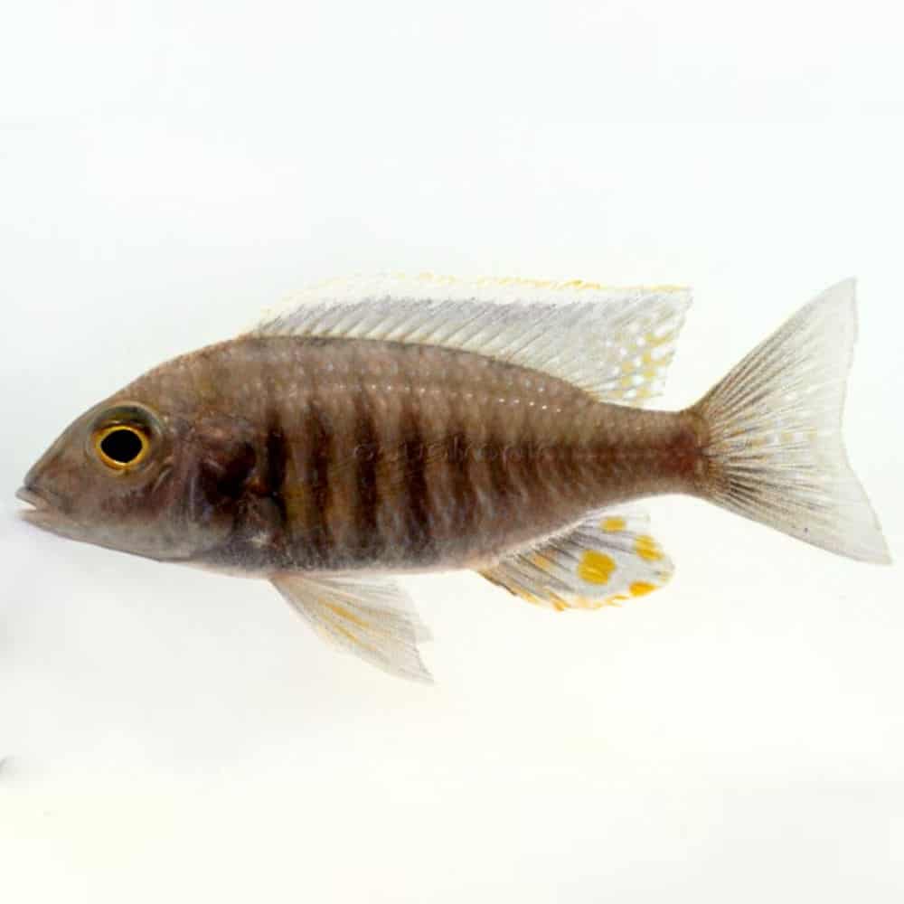 Assorted Peacock Female Cichlid 8-10cm - Roxy Aquarium