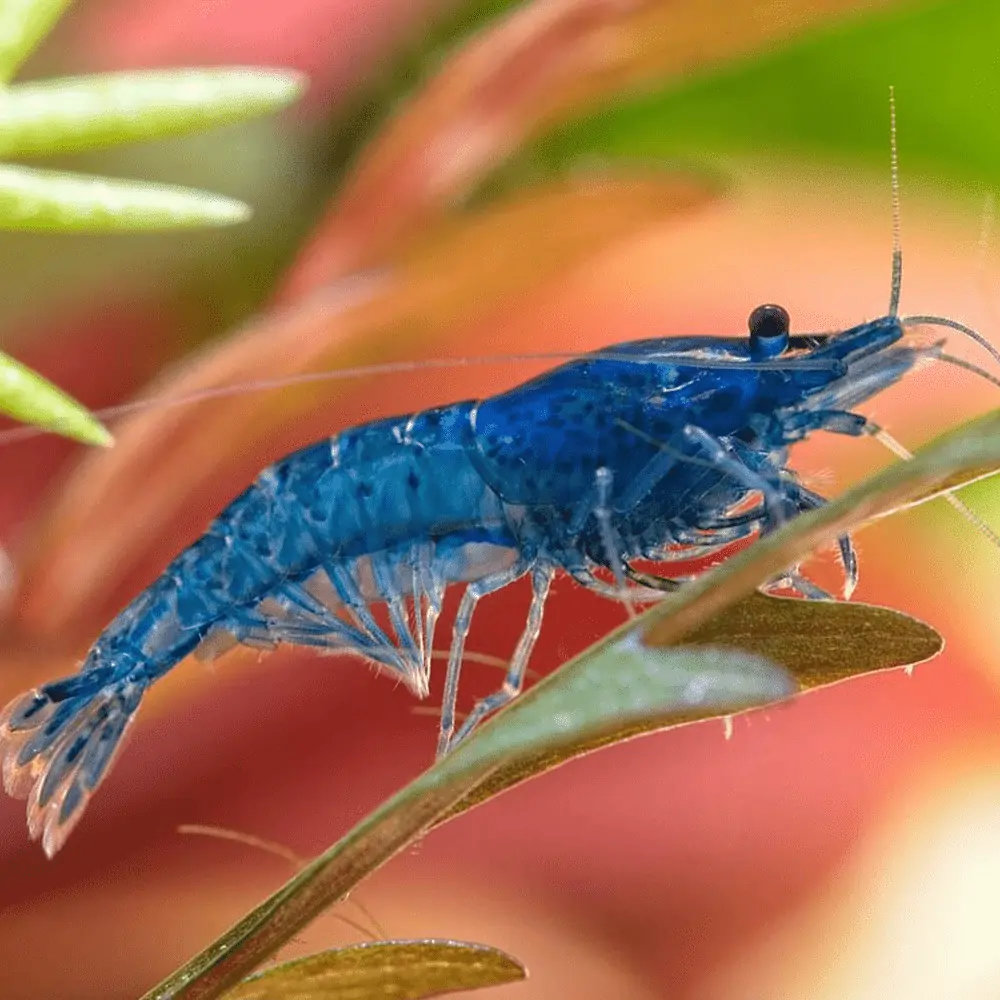 Shrimp Blue Cherry - Roxy Aquarium