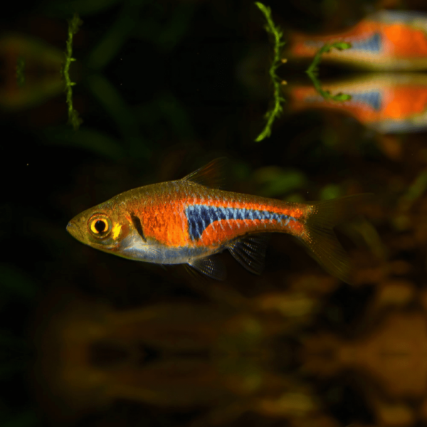 Rasboras - Live Fish - Roxy Aquarium