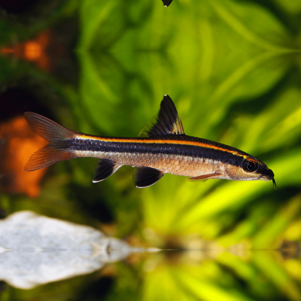 Flying Fox Red – Siamese Algae Eater 4-5cm - Roxy Aquarium