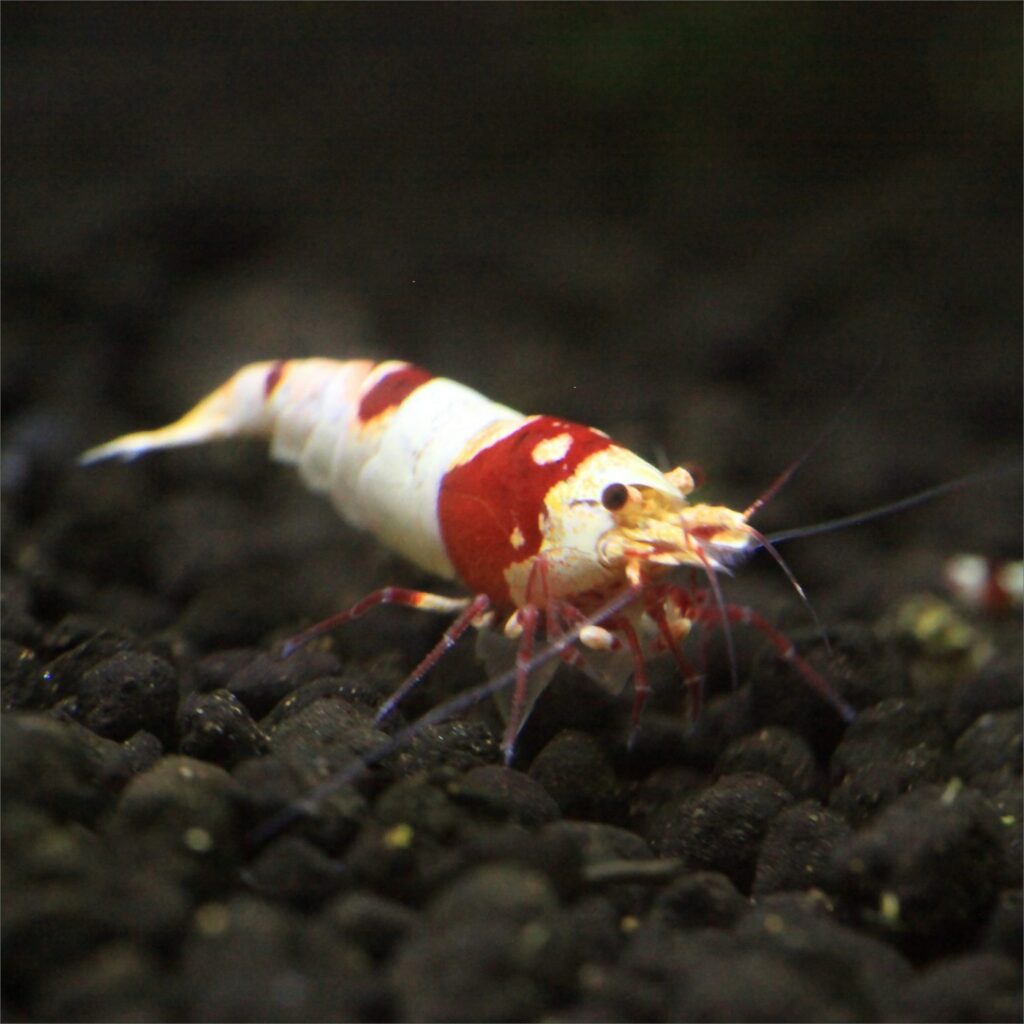 Crystal Red Shrimp Available - Roxy Aquarium