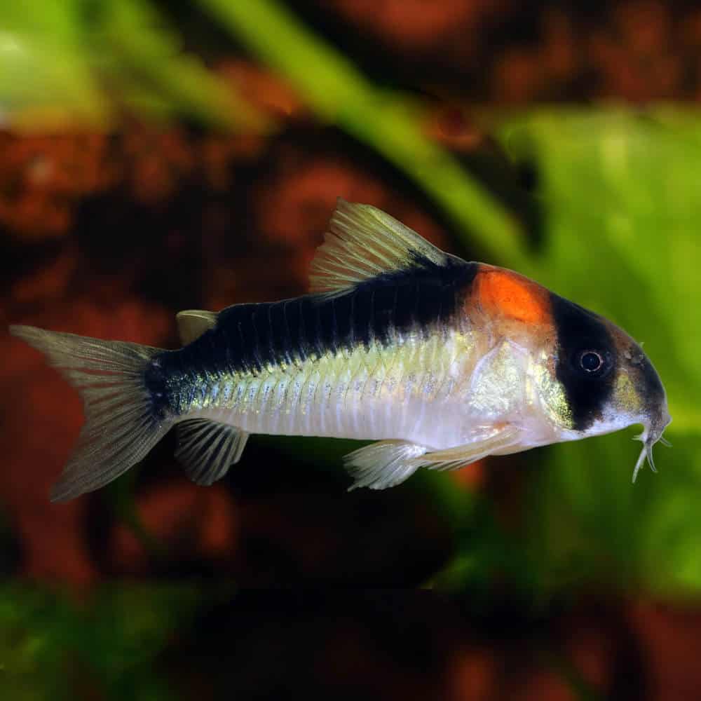 Corydoras Adolfoi Ph
